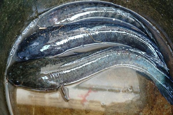 黑鱼图片_黑鱼长什么样-第2张图片-山城妙识