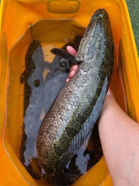 黑鱼图片_黑鱼长什么样-第3张图片-山城妙识