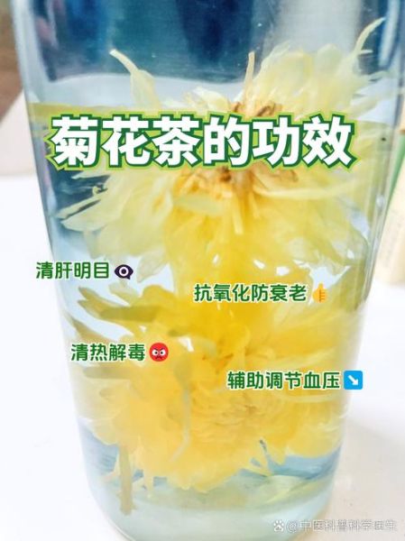 怀菊花泡水喝的功效与禁忌_怀菊花适合什么人喝-第3张图片-山城妙识