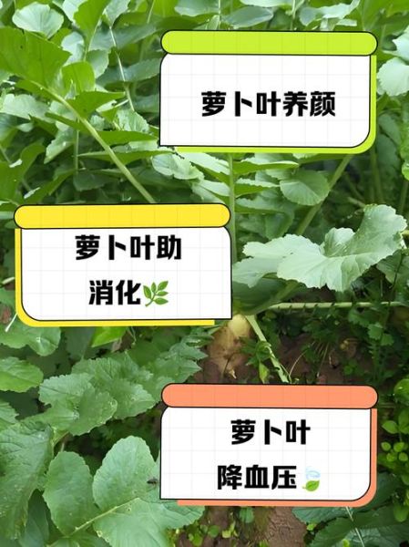 白萝卜叶子能吃吗_白萝卜叶子怎么吃-第1张图片-山城妙识