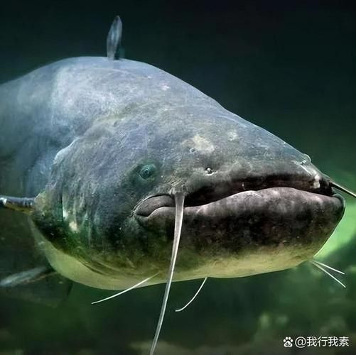 鲶鱼图片高清_如何挑选无水印大图-第2张图片-山城妙识