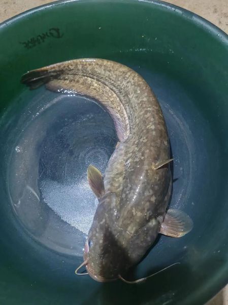 鲶鱼图片高清_如何挑选无水印大图-第3张图片-山城妙识