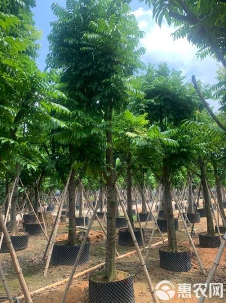 人面子树是什么_人面子树怎么种-第3张图片-山城妙识