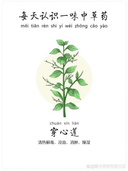 穿心莲图片功效与作用_穿心莲怎么吃效果最好-第2张图片-山城妙识 穿心莲图片功效与作用_穿心莲怎么吃效果最好-第2张图片-山城妙识