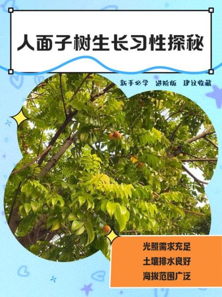 人面子树是什么_人面子树怎么种-第1张图片-山城妙识