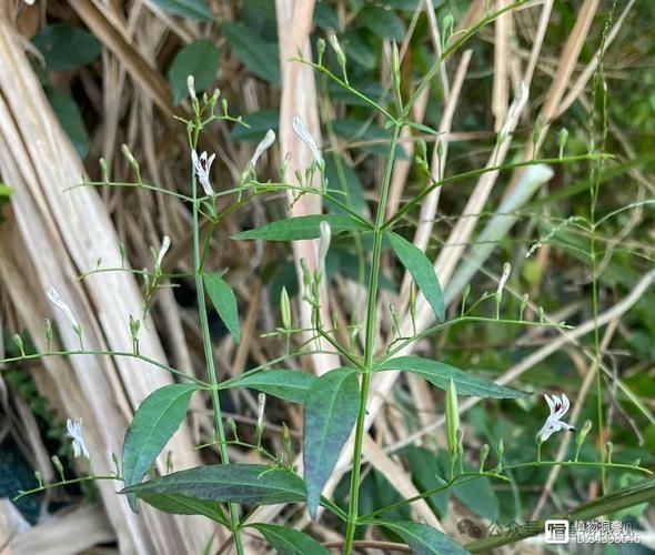 穿心莲图片功效与作用_穿心莲怎么吃效果最好-第3张图片-山城妙识 穿心莲图片功效与作用_穿心莲怎么吃效果最好-第3张图片-山城妙识