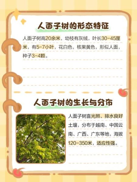 人面子树是什么_人面子树怎么种-第2张图片-山城妙识
