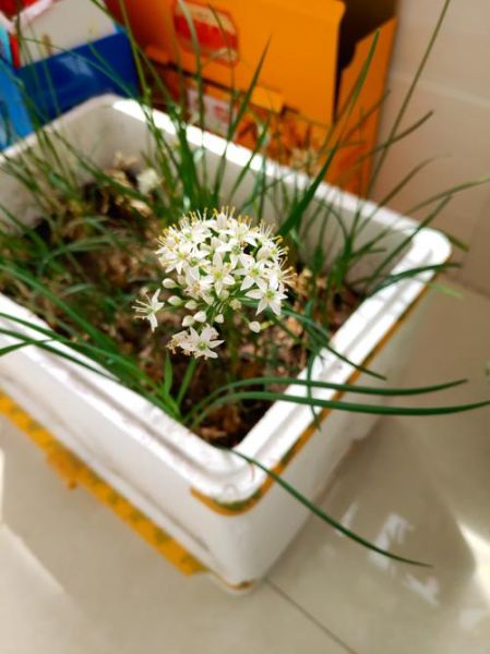 韭菜花怎么保存_韭菜花图片怎么拍好看-第2张图片-山城妙识