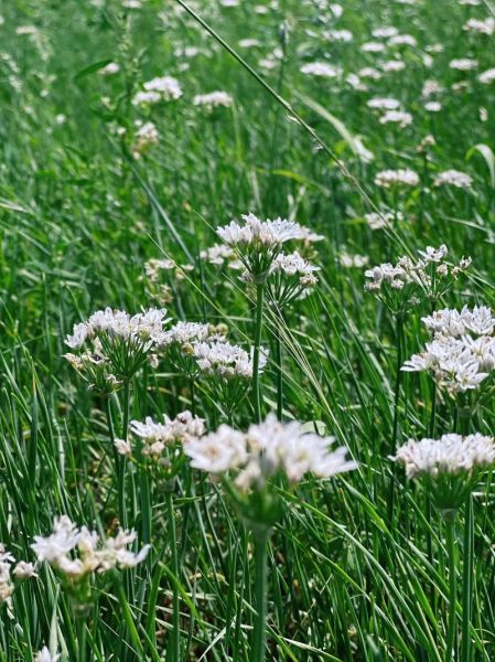 韭菜花怎么保存_韭菜花图片怎么拍好看-第1张图片-山城妙识