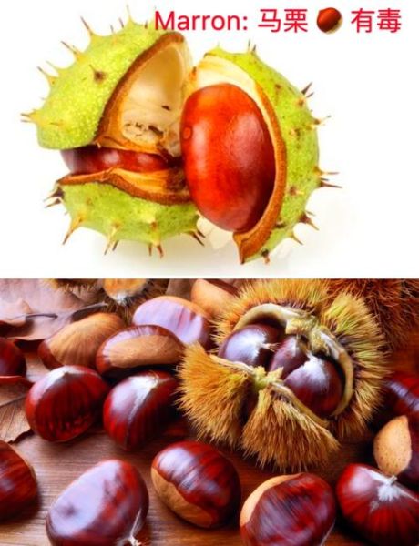 马栗子有什么功效_马栗子的作用与禁忌-第1张图片-山城妙识