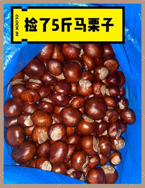 马栗子有什么功效_马栗子的作用与禁忌-第2张图片-山城妙识