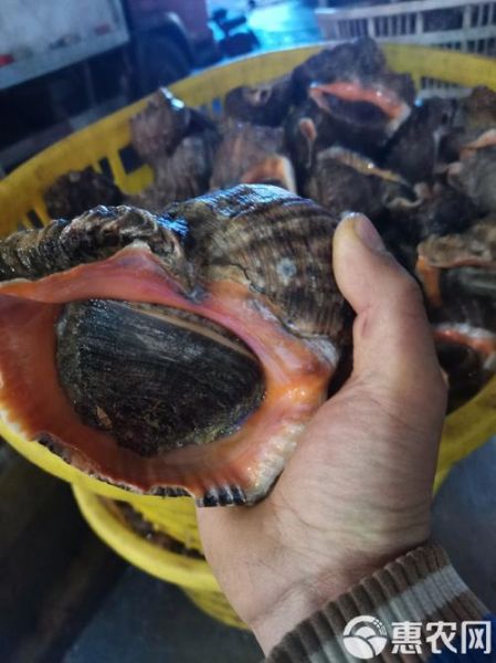 香螺养殖成本_香螺养殖利润-第2张图片-山城妙识