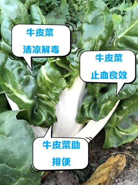 牛皮菜怎么种_牛皮菜的功效与作用-第1张图片-山城妙识 牛皮菜怎么种_牛皮菜的功效与作用-第1张图片-山城妙识