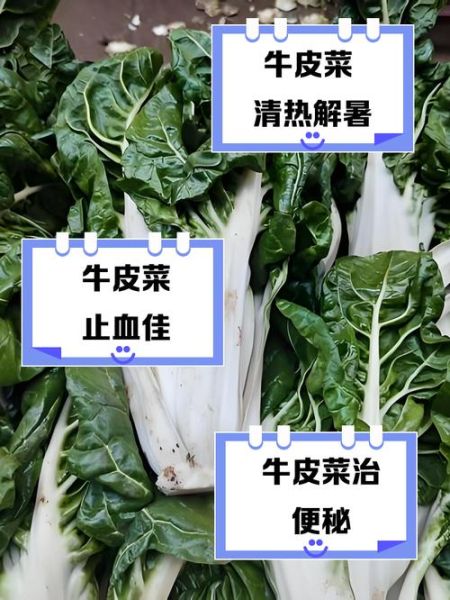 牛皮菜怎么种_牛皮菜的功效与作用-第3张图片-山城妙识 牛皮菜怎么种_牛皮菜的功效与作用-第3张图片-山城妙识