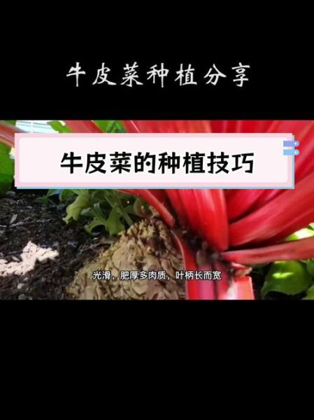 牛皮菜怎么种_牛皮菜的功效与作用-第2张图片-山城妙识 牛皮菜怎么种_牛皮菜的功效与作用-第2张图片-山城妙识