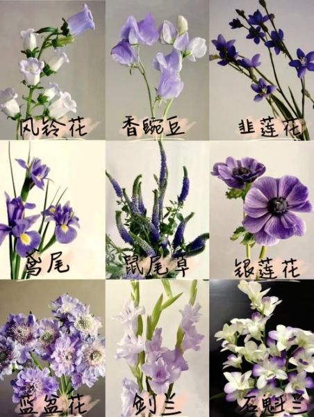 风铃草怎么养_风铃草花语是什么-第1张图片-山城妙识 风铃草怎么养_风铃草花语是什么-第1张图片-山城妙识