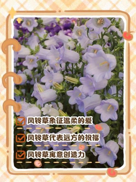 风铃草怎么养_风铃草花语是什么-第3张图片-山城妙识 风铃草怎么养_风铃草花语是什么-第3张图片-山城妙识