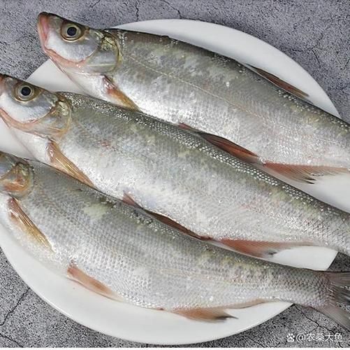 大白鱼图片_如何区分真假-第2张图片-山城妙识 大白鱼图片_如何区分真假-第2张图片-山城妙识