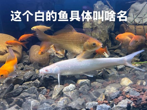 大白鱼图片_如何区分真假-第3张图片-山城妙识 大白鱼图片_如何区分真假-第3张图片-山城妙识