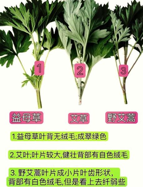 艾草长什么样子_如何辨别真艾草-第3张图片-山城妙识