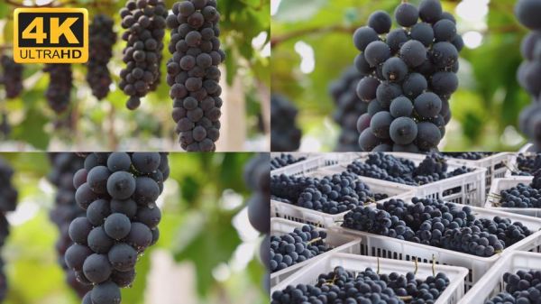 葡萄视频怎么下载_葡萄视频打不开怎么办-第1张图片-山城妙识