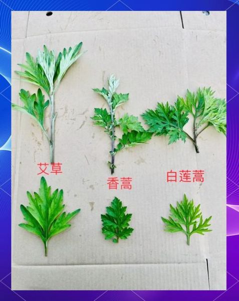 艾草长什么样子_如何辨别真艾草-第1张图片-山城妙识