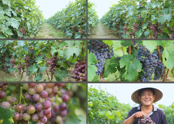 葡萄视频怎么下载_葡萄视频打不开怎么办-第2张图片-山城妙识