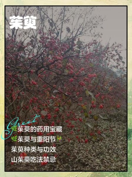 重阳节为什么要插茱萸_茱萸辟邪传说-第2张图片-山城妙识