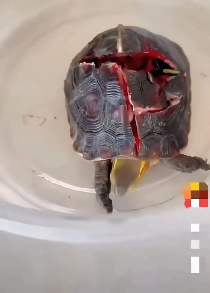 养的乌龟死了会倒霉吗_乌龟死了风水怎么办-第1张图片-山城妙识