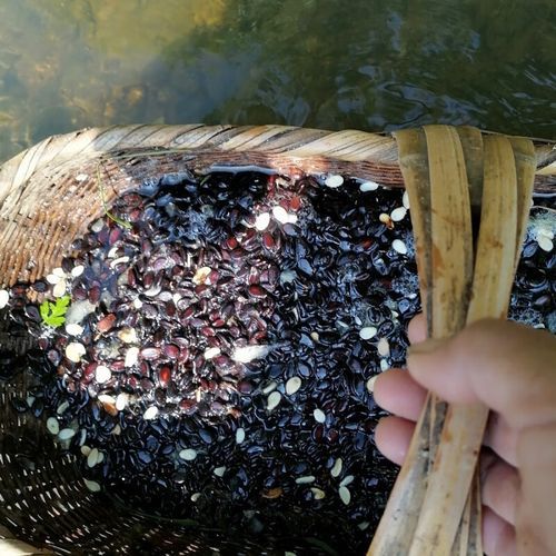 打瓜子图片_打瓜子怎么保存-第3张图片-山城妙识