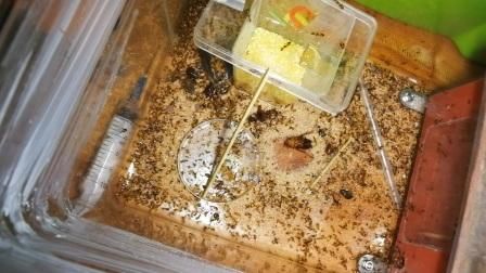 甜甜圈都市蟑螂怎么打_蟑螂关卡全收集攻略-第2张图片-山城妙识