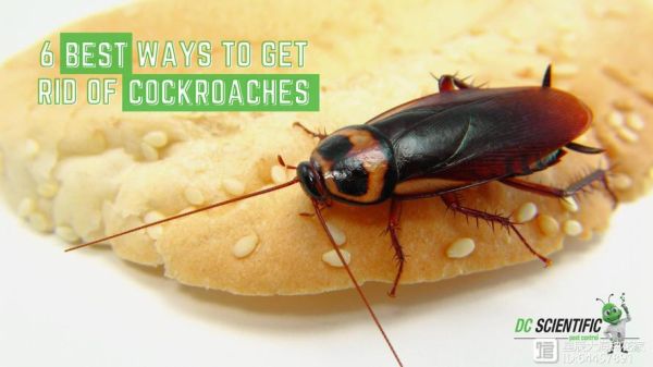 甜甜圈都市蟑螂怎么打_蟑螂关卡全收集攻略-第3张图片-山城妙识