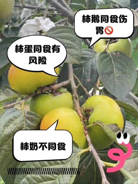 吃柿子不能和什么一起吃_空腹吃柿子有什么危害-第1张图片-山城妙识