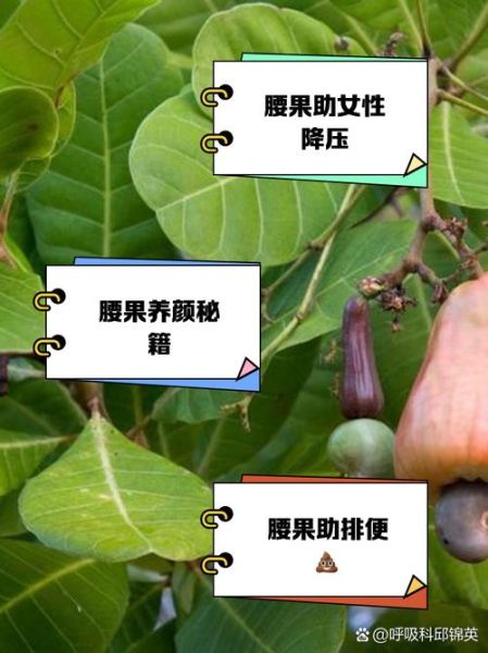 吃腰果的好处有哪些_腰果一天吃多少合适-第3张图片-山城妙识