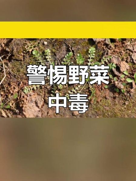 有毒的野菜图片大全_哪些野菜不能吃-第1张图片-山城妙识