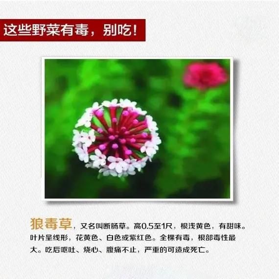 有毒的野菜图片大全_哪些野菜不能吃-第2张图片-山城妙识