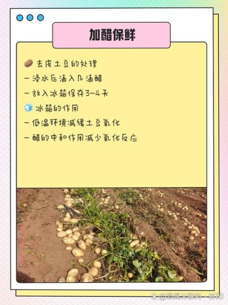 小土豆怎么去皮_去皮最快的方法-第1张图片-山城妙识 小土豆怎么去皮_去皮最快的方法-第1张图片-山城妙识