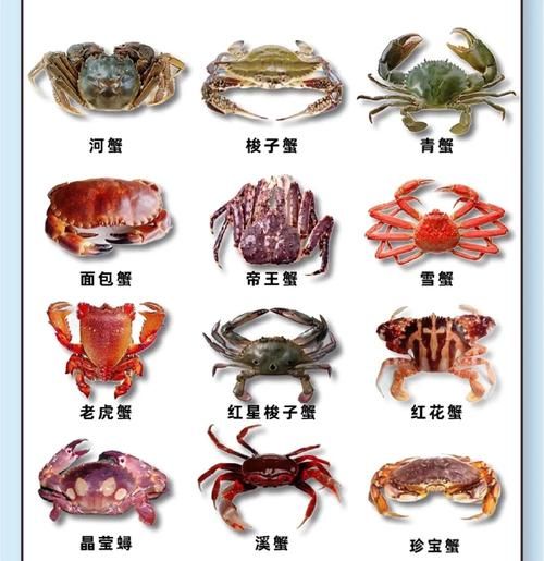 海里螃蟹的种类有哪些_如何区分常见海蟹-第3张图片-山城妙识 海里螃蟹的种类有哪些_如何区分常见海蟹-第3张图片-山城妙识