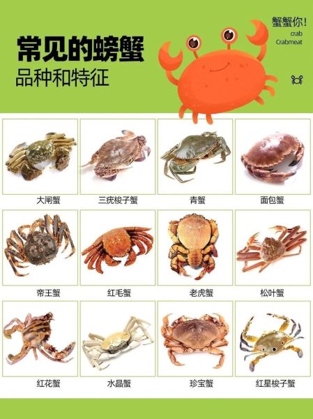 海里螃蟹的种类有哪些_如何区分常见海蟹-第2张图片-山城妙识 海里螃蟹的种类有哪些_如何区分常见海蟹-第2张图片-山城妙识