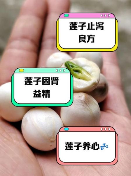 鲜莲子怎么吃最好_鲜莲子功效与禁忌-第1张图片-山城妙识