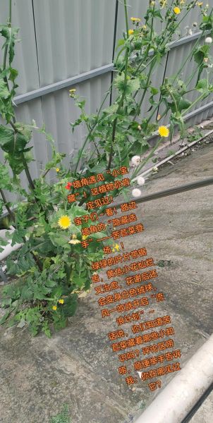 苦菊怎么凉拌好吃_苦菊的家常做法-第1张图片-山城妙识