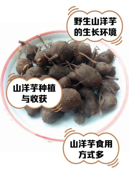 洋山芋图片_洋山芋和土豆的区别-第1张图片-山城妙识