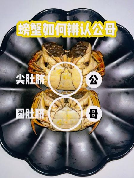 公蟹和母蟹哪个好_买螃蟹公母区别-第2张图片-山城妙识