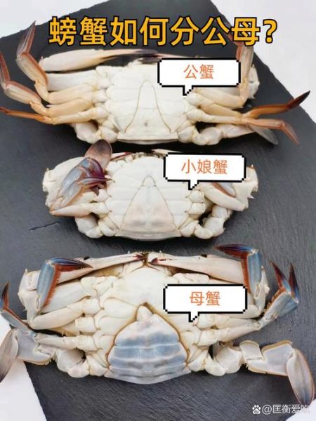 公蟹和母蟹哪个好_买螃蟹公母区别-第1张图片-山城妙识