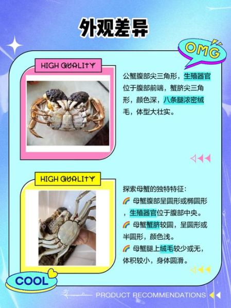 公蟹和母蟹哪个好_买螃蟹公母区别-第3张图片-山城妙识