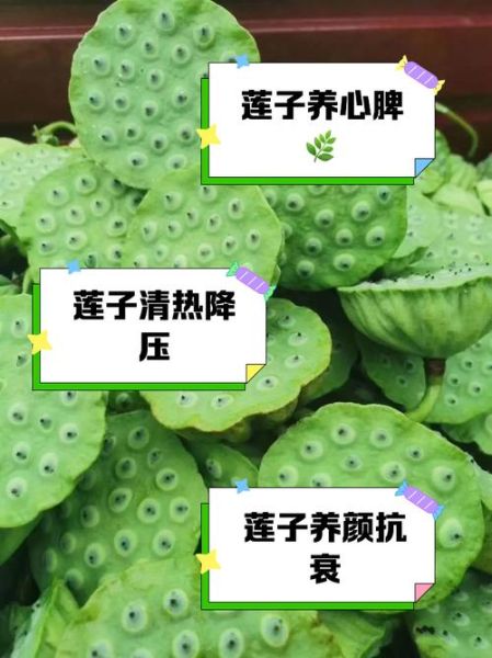 新鲜莲子不能和什么一起吃_哪些人不能吃新鲜莲子-第1张图片-山城妙识