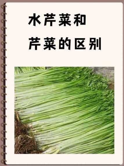 旱芹菜图片_旱芹菜和芹菜的区别-第1张图片-山城妙识