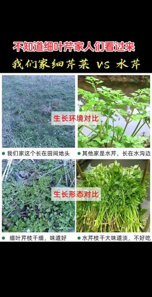 旱芹菜图片_旱芹菜和芹菜的区别-第2张图片-山城妙识
