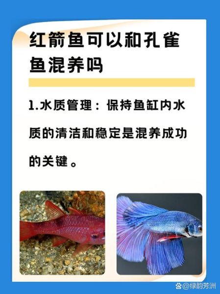 红剑鱼怎么养_红剑鱼图片大全-第1张图片-山城妙识