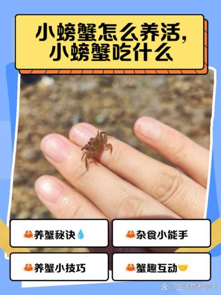 螃蟹吃什么东西养的活_家养螃蟹喂什么食物-第1张图片-山城妙识
